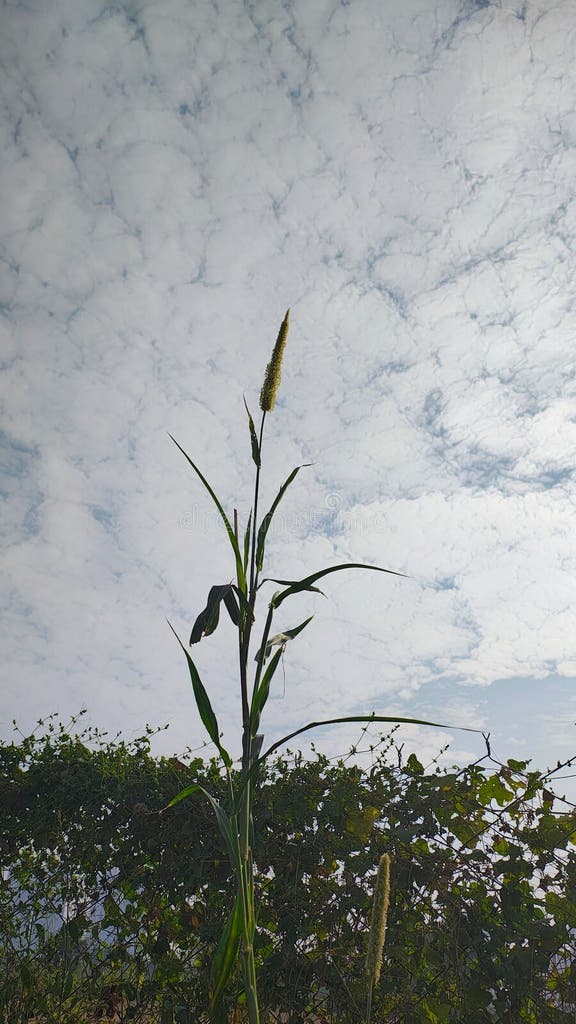 The Beautiful Single Bean Tree is Growing in the Sky Stock Photo - Image of growing, bean: 393283054