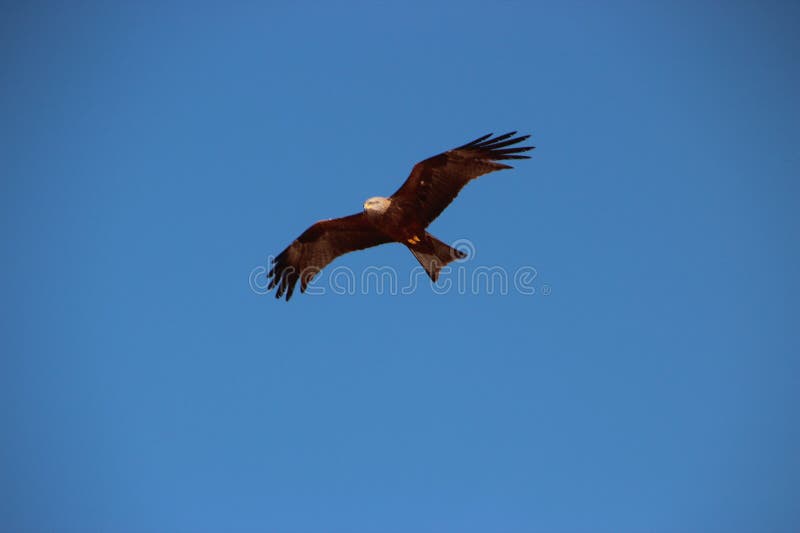 Beautiful Single Black Hawk Flying in the Sky Stock Image - Image of ...