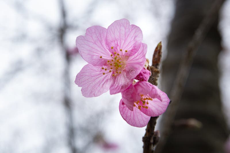Beautiful Single Blossom of Sakura in Close-up Outdoors Isolated on ...