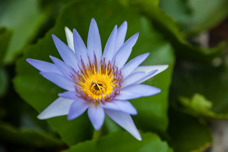 Beautiful Single Blue Lotus Stock Image - Image of floral, isolated ...