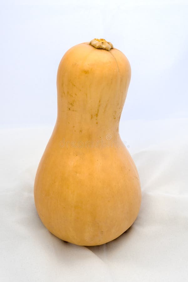 Beautiful Single Butternut Squash on White Stock Image - Image of life ...