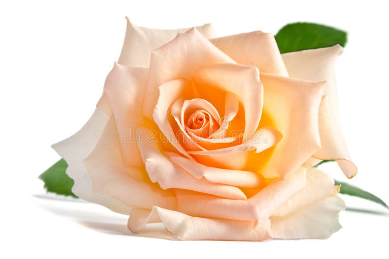 A Beautiful Single Pink Rose Stock Photo - Image of beautiful, feelings ...