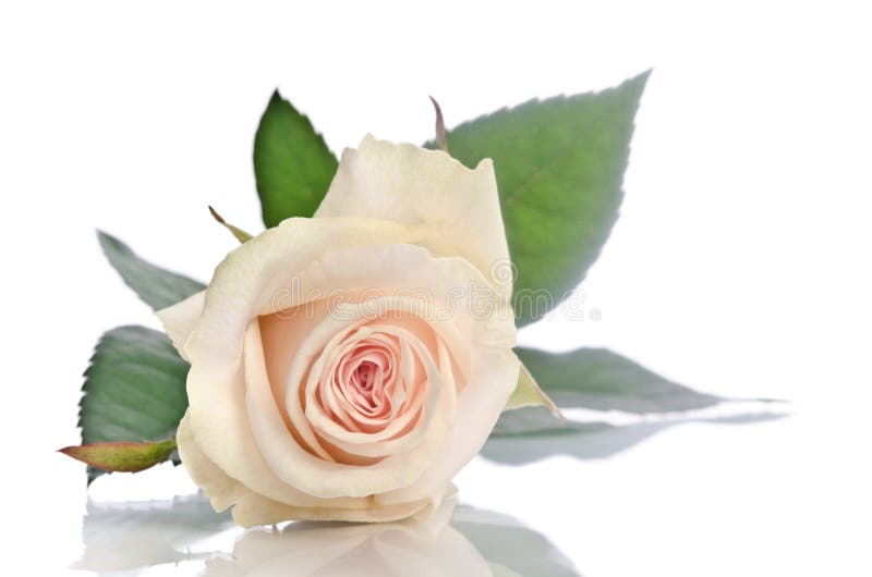 Beautiful Single Pink Rose on a White Background Stock Photo - Image of ...