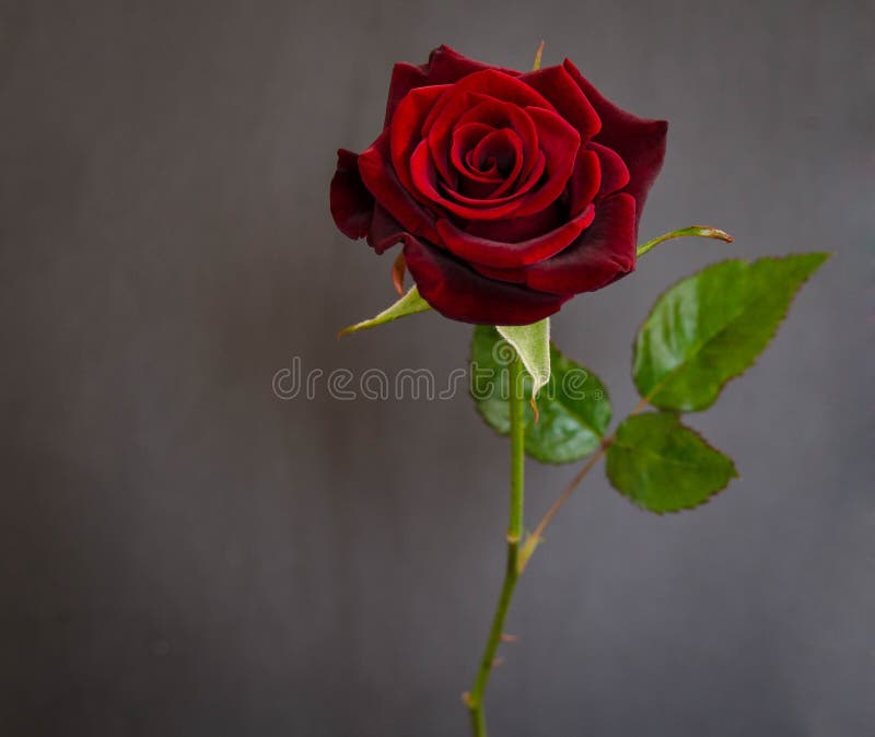 Single Dark Red Rose Isolated on White Stock Photo - Image of bright ...