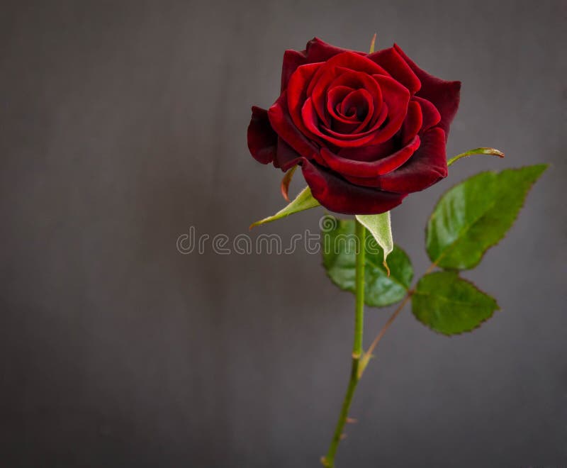 Beautiful Single Dark Red Rose Stock Image - Image of date, design ...