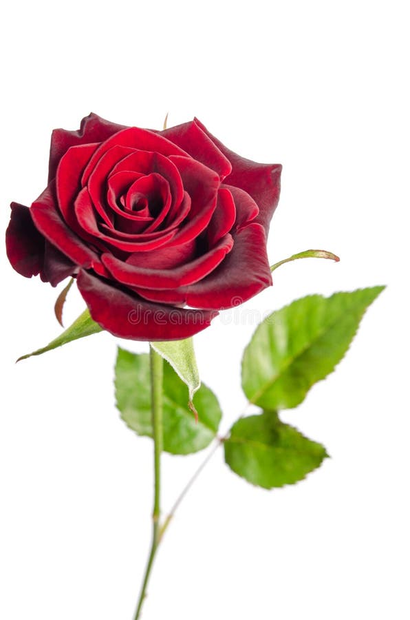 Beautiful Single Dark Red Rose Stock Photo - Image of green, nature ...