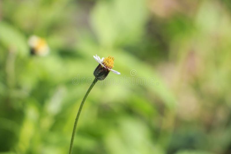 Beautiful Single Flower Grass : Tridax Procumbens or Coatbuttons or ...