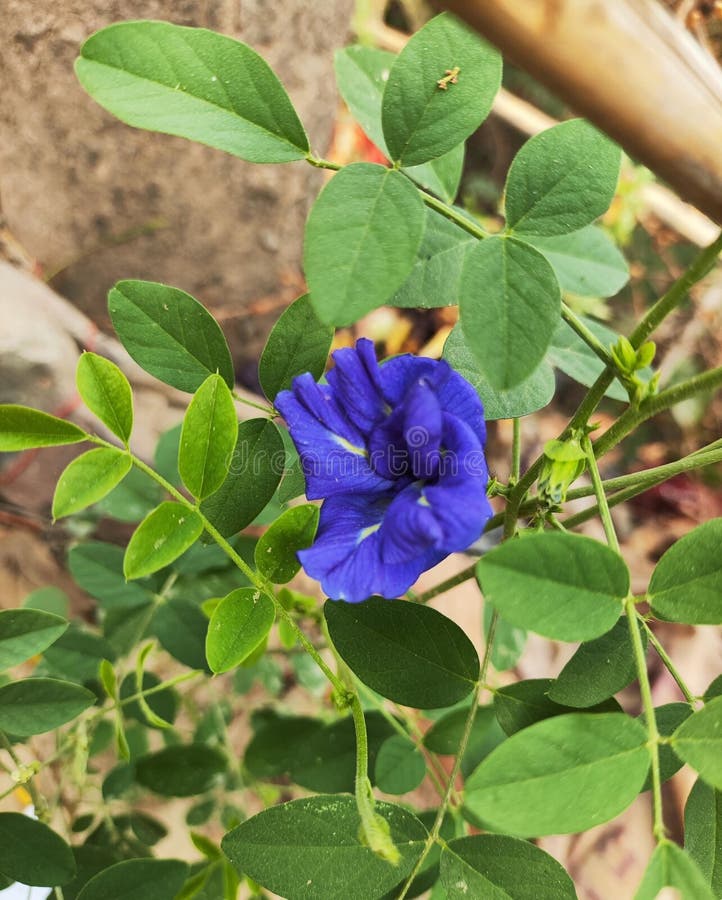 Beautiful Single Krishna Aparajita Flower Stock Photo - Image of single ...