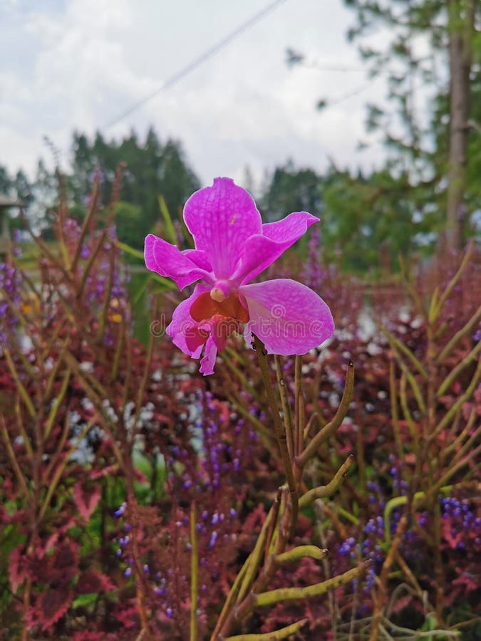 A beautiful single orchid stock photo. Image of grass - 201834704