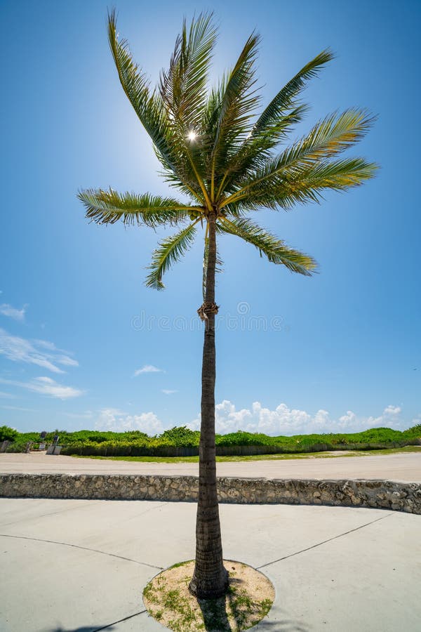 A Single Palm Tree Overlooking Tropical Beach On Cook Islands Stock ...