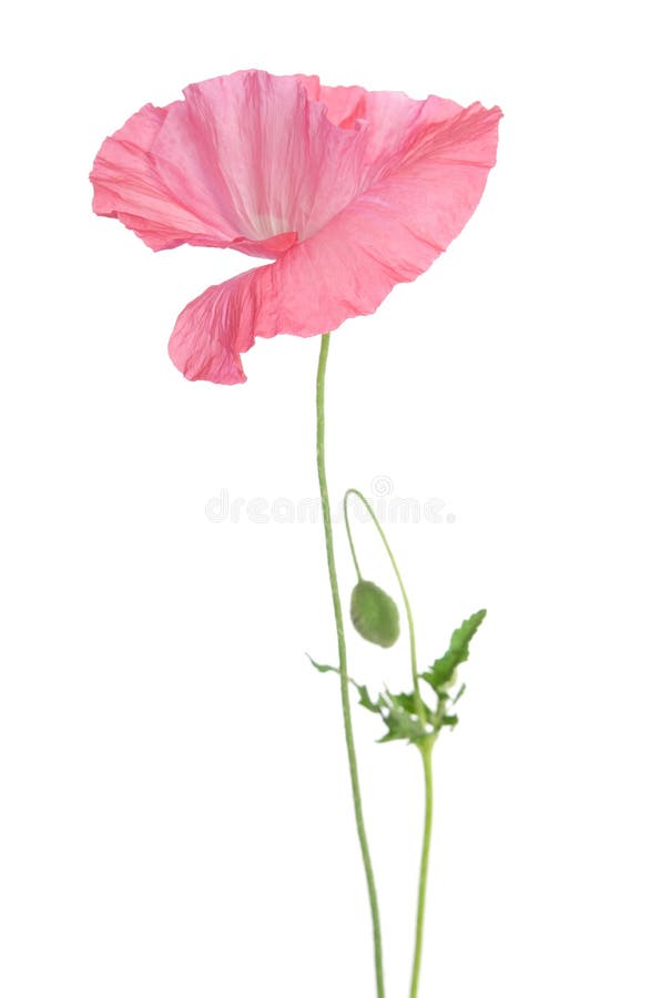 Pink poppy stock photo. Image of fragile, decorative - 71313886