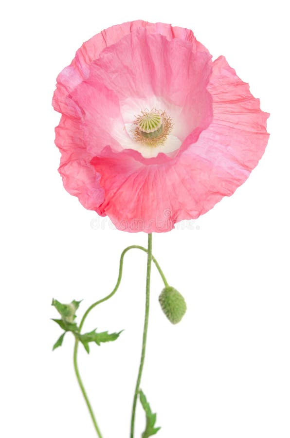 Beautiful Single Pink Poppy Stock Photo - Image of bloom, closeup: 93335192