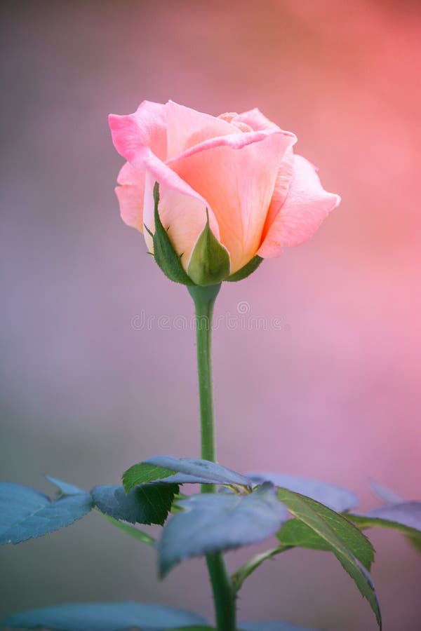 Beautiful Single Pink Rose. Stock Photo - Image of bloom, closeup ...