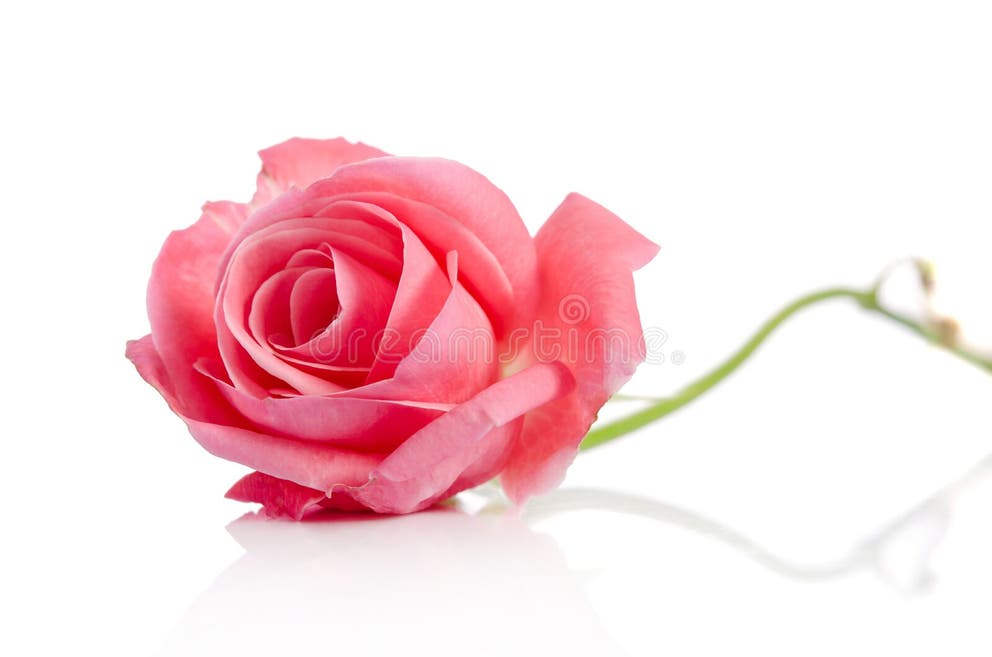 Beautiful Single Pink Rose Lying Down on White Background Stock Image ...