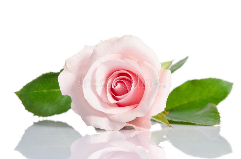 One Single Pink Rose White Stock Images - Download 4,500 Royalty Free ...