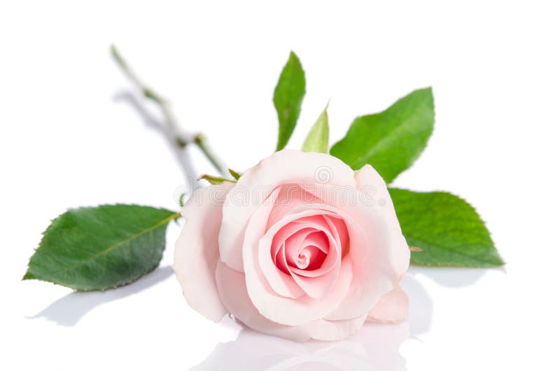 Beautiful Single Pink Rose on a White Background Stock Photo - Image of ...
