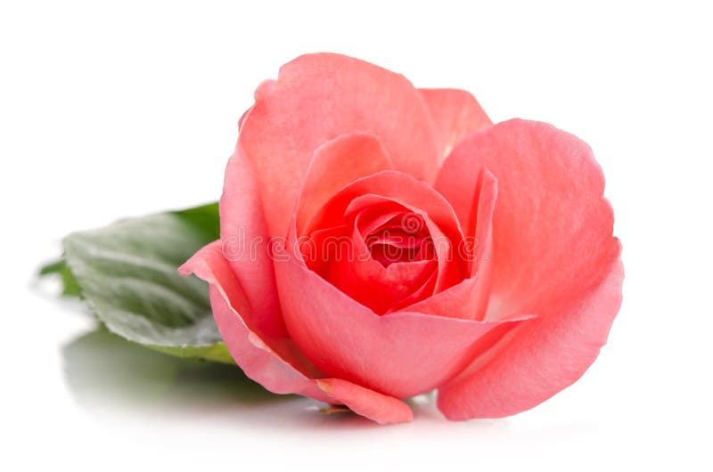 Beautiful single pink rose stock photo. Image of petal - 79196828