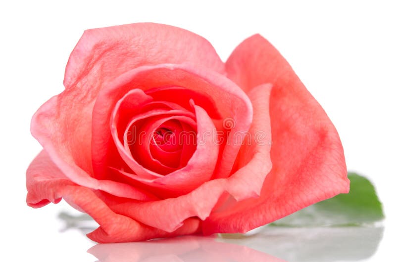 Beautiful single pink rose stock photo. Image of present - 79660772