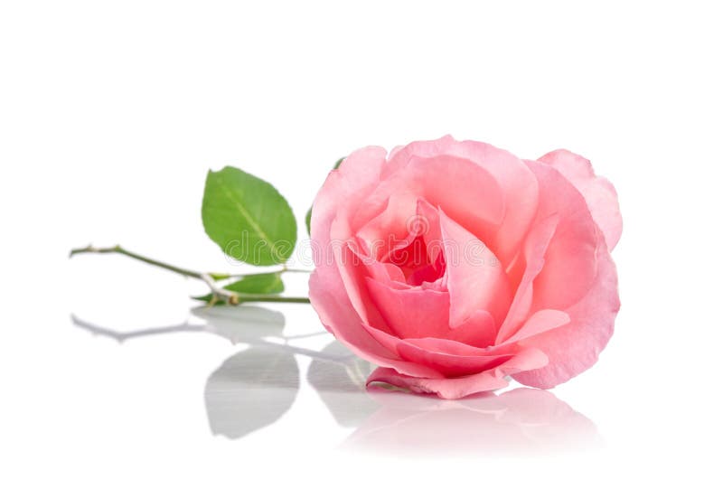Beautiful single pink rose stock photo. Image of love - 79661024