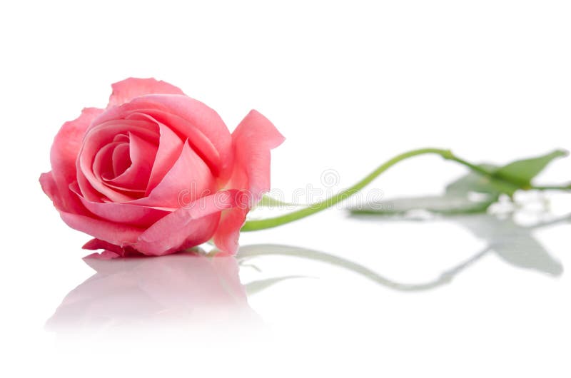Beautiful single pink rose stock image. Image of birthday - 79901333