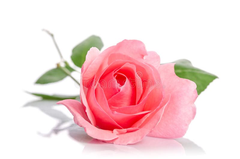 Beautiful single pink rose stock image. Image of macro - 80013465
