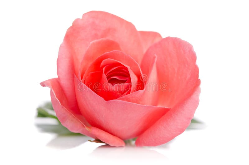 Beautiful Single Pink Rose Lying Down Stock Photo - Image of greeting ...
