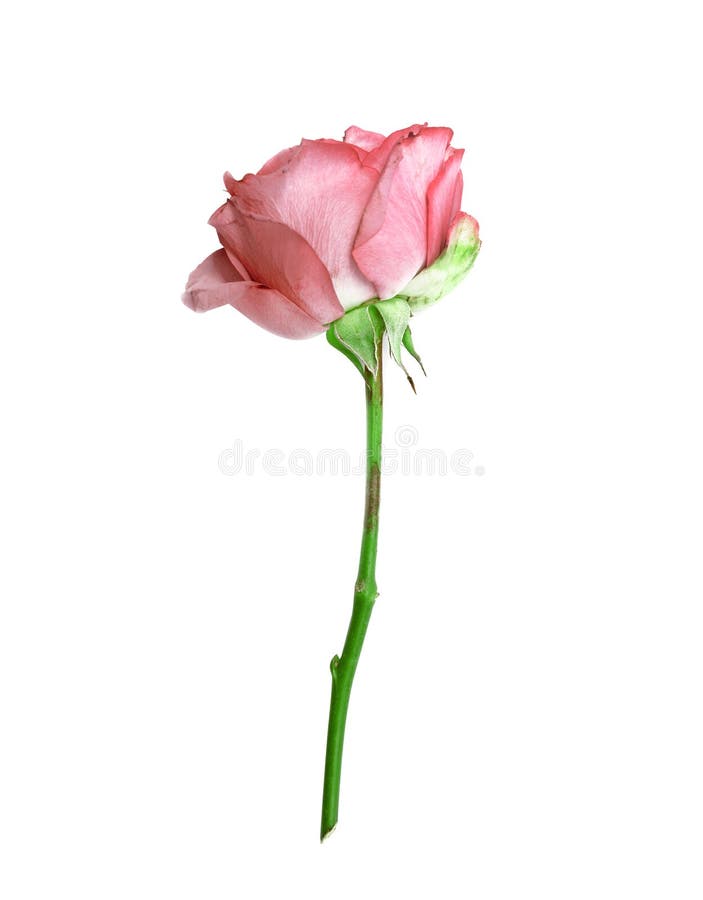 7+ Large pink rose vase Free Stock Photos - StockFreeImages