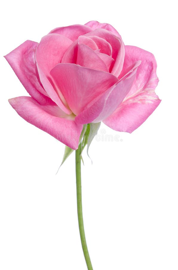 Beautiful single pink rose stock photo. Image of blossom - 73990860