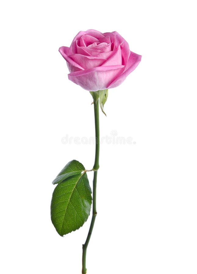 Beautiful Single Pink Rose on a White Background Stock Photo - Image of ...