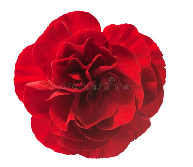 Closeup of Single Red Carnation Stock Image - Image of romance, plant ...