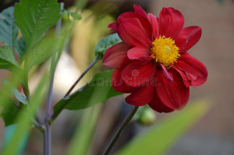 The Beautiful Single Red Flower with these Branch. Stock Photo - Image ...