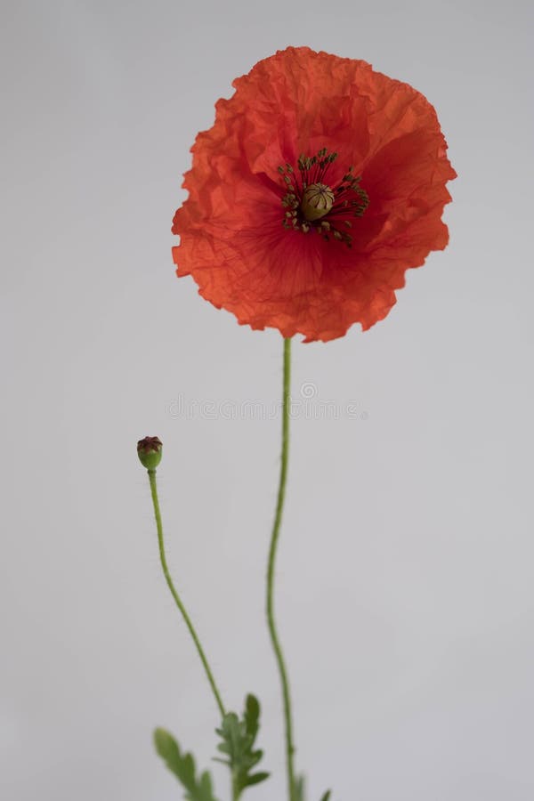 Beautiful Single Red Poppy On White Background Stock Photo - Image of ...