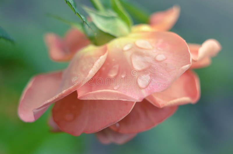 Beautiful Single Red Rose with Drops of Water Stock Photo - Image of ...
