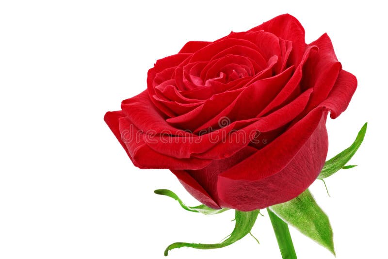 Beautiful Single Red Rose Flower. Isolated. Stock Photo - Image of ...