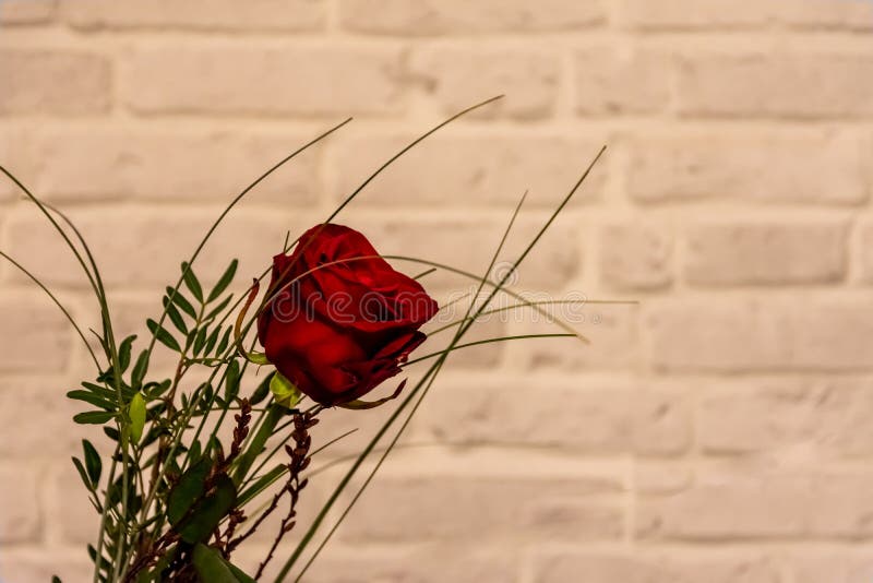 A Single Red Rose in Front of a Stone Wall Stock Image - Image of flora ...