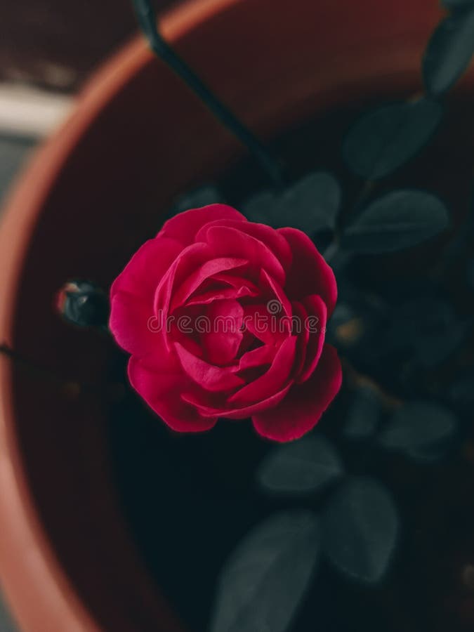 Beautiful Single Red Rose in Full Bloom with Moody Tones Stock Image ...