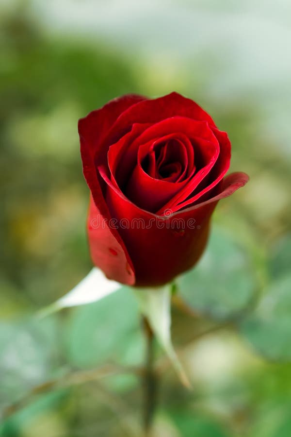 Beautiful single red rose stock photo. Image of celebration - 80027138