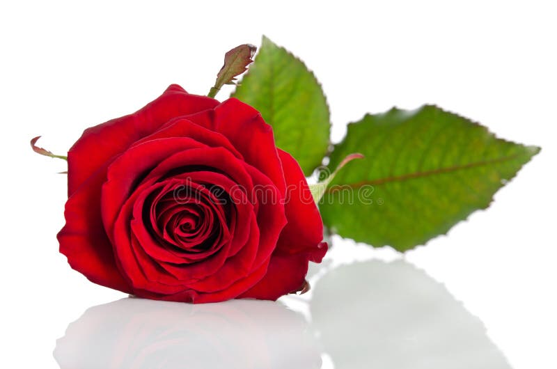 416 Red Rose Lying Down Photos - Free & Royalty-Free Stock Photos from ...