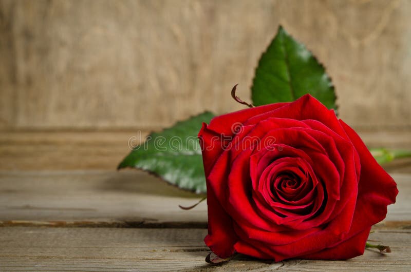 427 Red Rose Lying Down Stock Photos - Free & Royalty-Free Stock Photos ...