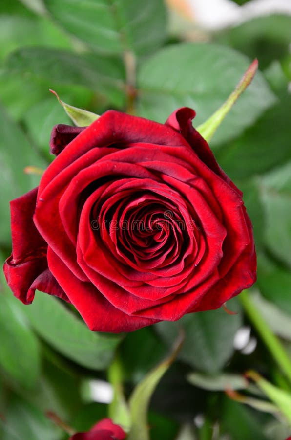 Beautiful single rose Bud stock photo. Image of elegant - 82824284