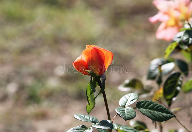 Beautiful single rose stock image. Image of natural, macro - 99378249
