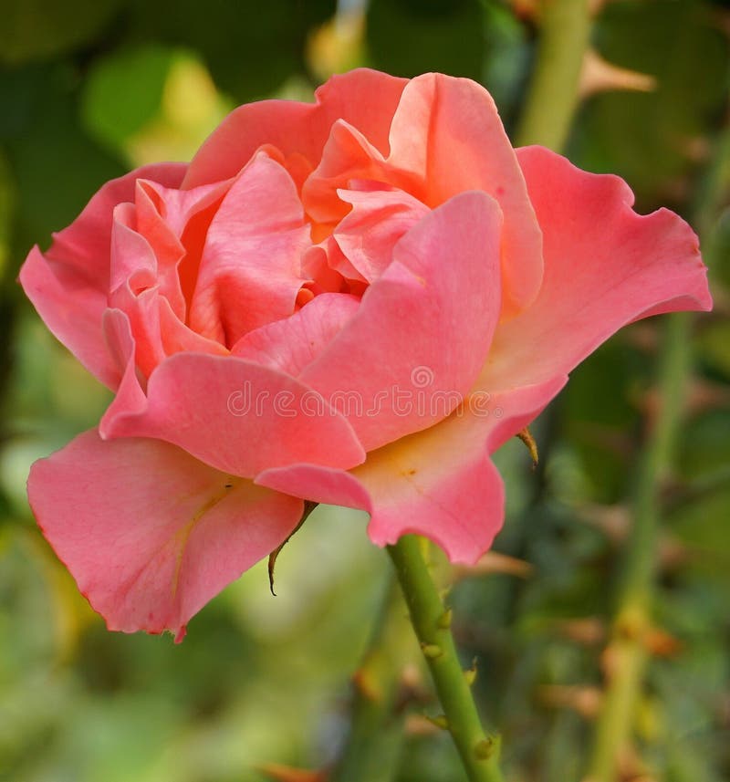 Beautiful Single Rose Flower with Leaves in the Morning Sun on Wood ...