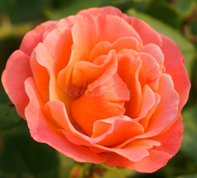 Beautiful Single Rose on Green Background Stock Photo - Image of garden ...