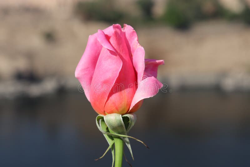 Beautiful Single Rose (pink Rose), Aswan Stock Image - Image of leaf ...