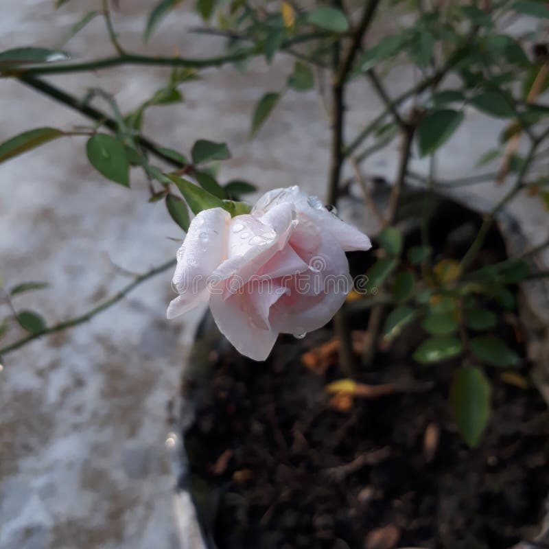 A Beautiful Single Rose on the Top Stock Photo - Image of pink ...