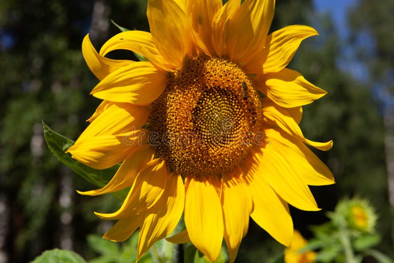 Beautiful Single Sunflower with Bee Stock Photo - Image of petals ...