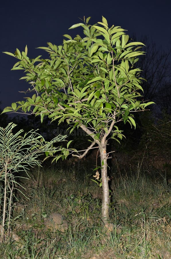 Beautiful Single Tree in Forest Black Background Stock Photo - Image of ...