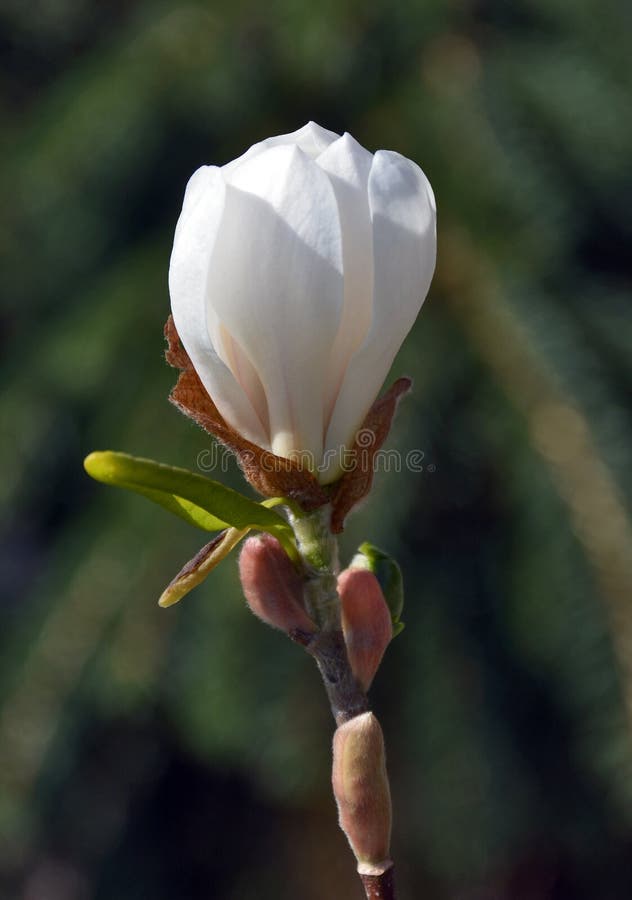 Single white magnolia stock image. Image of flower, nature - 116188705
