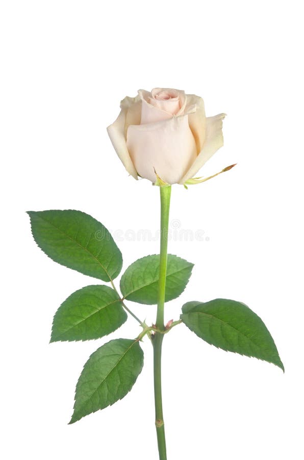 Single white Rose stock image. Image of single, avalanche - 47198859