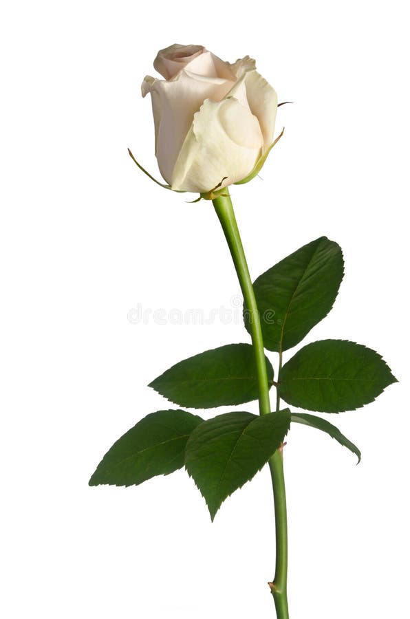 Beautiful Single White Rose Stock Image - Image of object, position ...